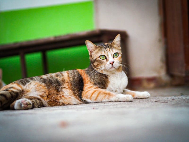 Troll cat stock photo. Image of cool, troll, cute - 177141254