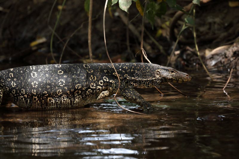 Troll Waran Ou Dragon D'eau Dans Sri Lanka Image stock - Image du asie ...