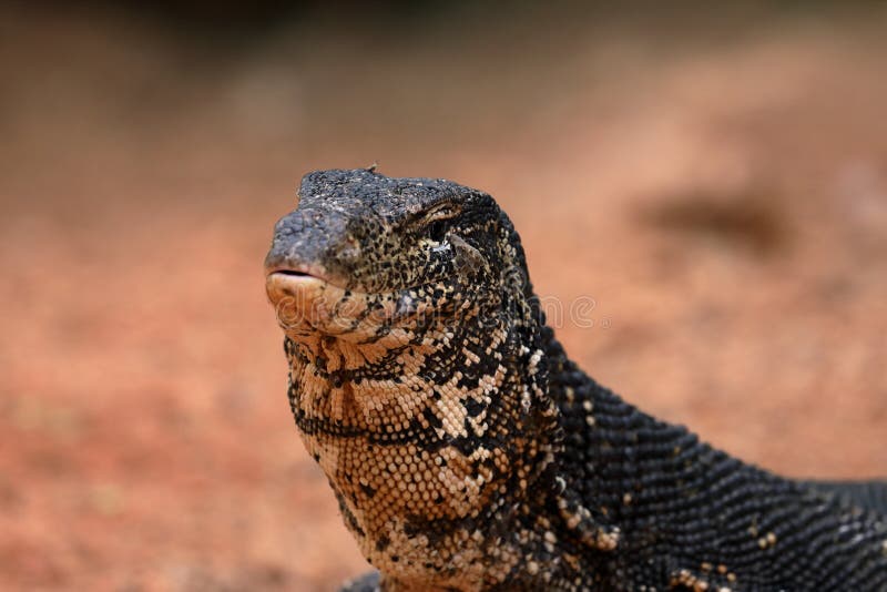 Troll Waran Ou Dragon D'eau Dans Sri Lanka Image stock - Image du asie ...