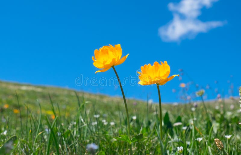 Trollius stock image. Image of illuminated, beauty, bright - 83634667