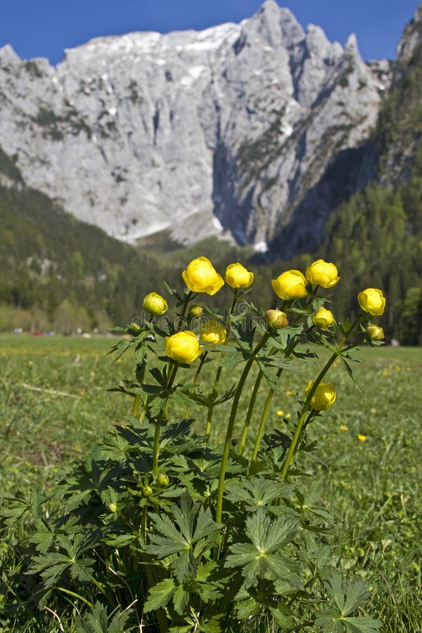 Trollius europaeus stock image. Image of mountains, berchtesgadener ...