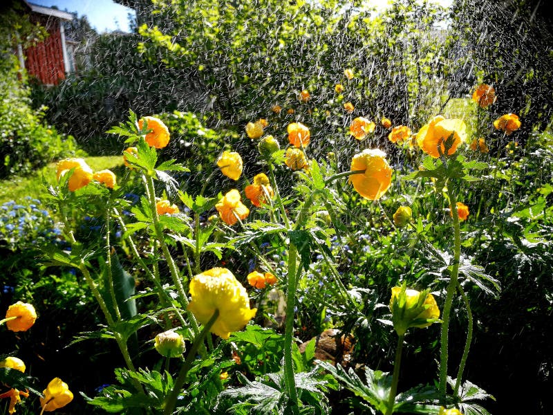 Spring flowers in the rain stock photo. Image of closeup - 91068620