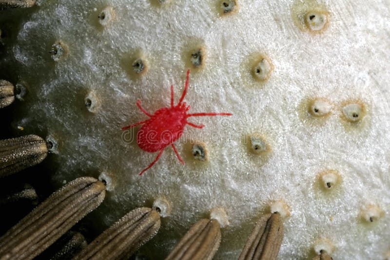 Trombidium Holosericeum on Dandelion Seeds (2) Stock Image - Image of ...