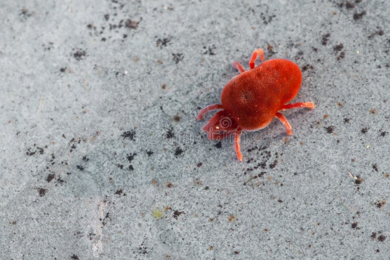 Trombidium Holosericeum on Dandelion Seeds (2) Stock Image - Image of ...