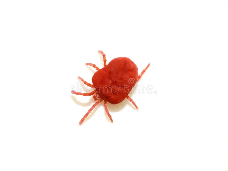 Red Velvet Spider Mites Stock Photos - Free & Royalty-Free Stock Photos ...