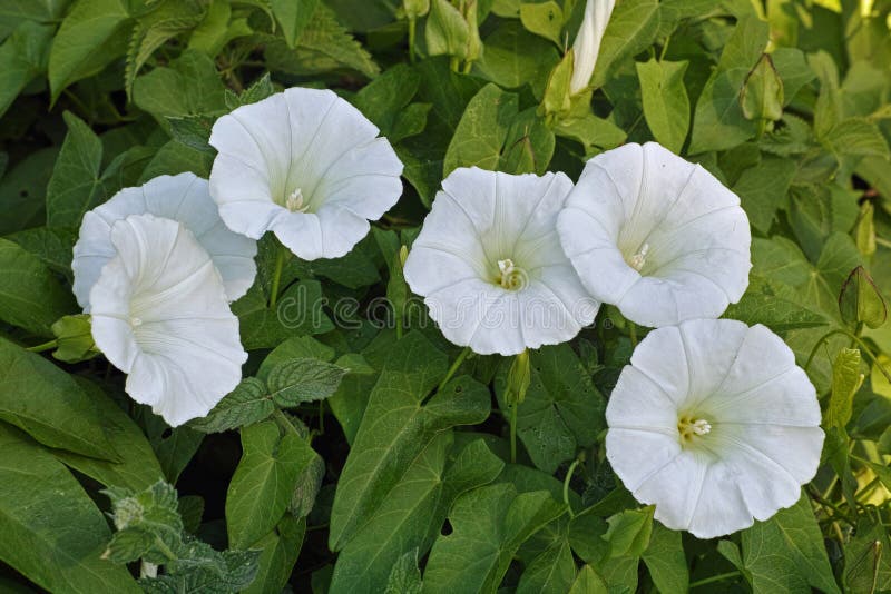 1,500 Celestiales Fotos de stock - Fotos libres de regalías de Dreamstime