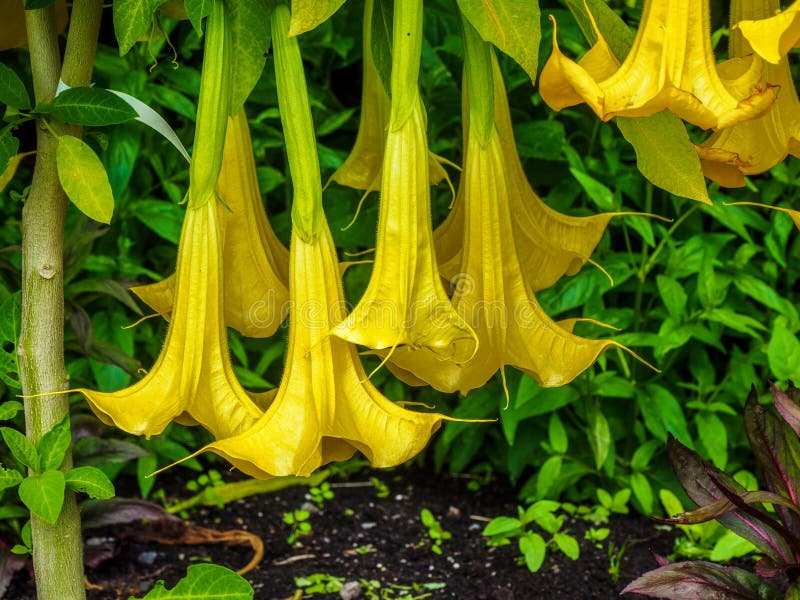 Trompetas De ángel O Brugmansia Un Género De Siete Especies De Plantas ...