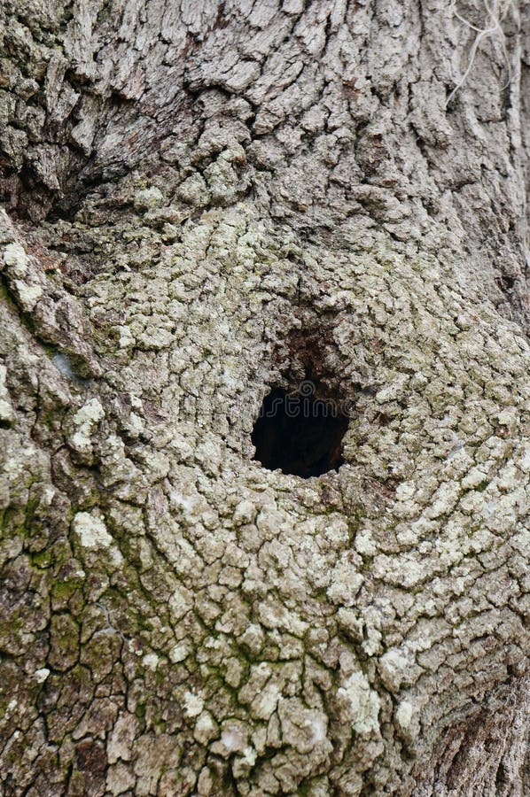 Tronc avec un petit trou image stock. Image du antique - 51419017