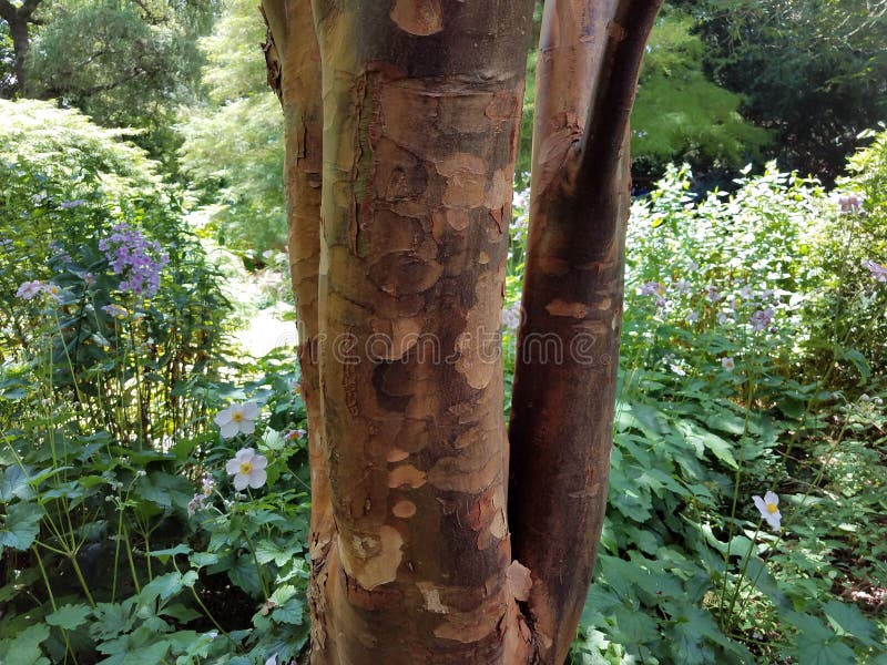 Arbre multicolore image stock. Image du zone, herbe, lumineux - 7164271