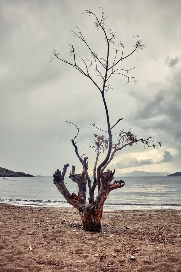 Tronc D'arbre Sec Avec L'horizon De Mer Photo stock - Image du ...