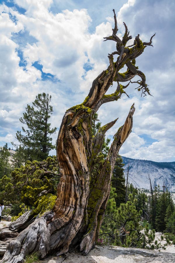 Arbre de pin tordu photo stock. Image du coloré, automne - 24073386