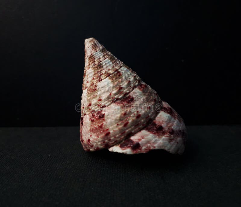 TRONCA SEA SHELL.Seashell Comb Venus a Dark Background. Seashell Crest ...