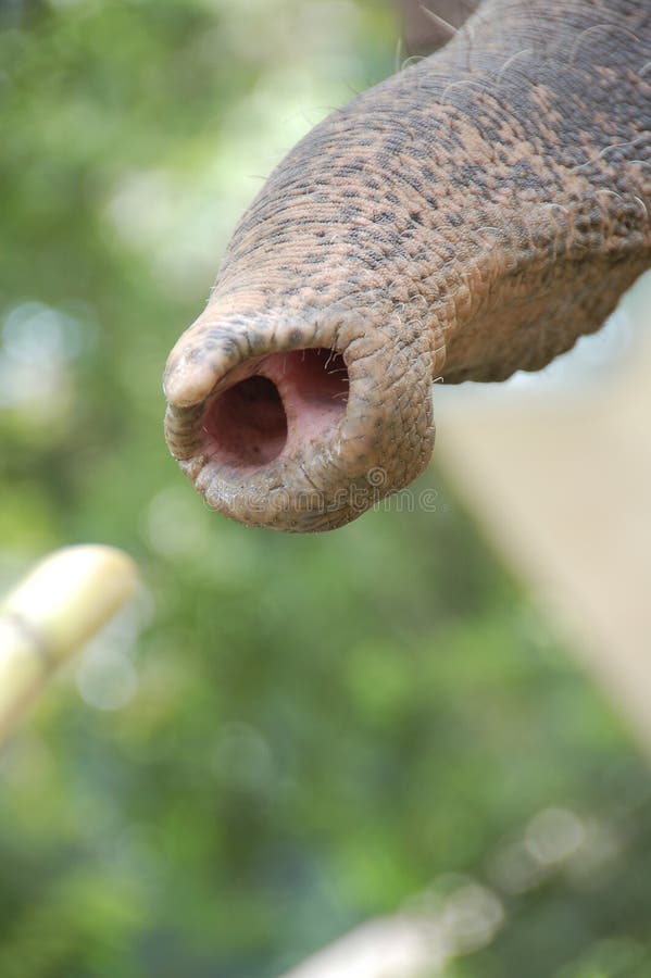 Maletero foto de archivo. Imagen de hierba, tronco, animal - 1272314