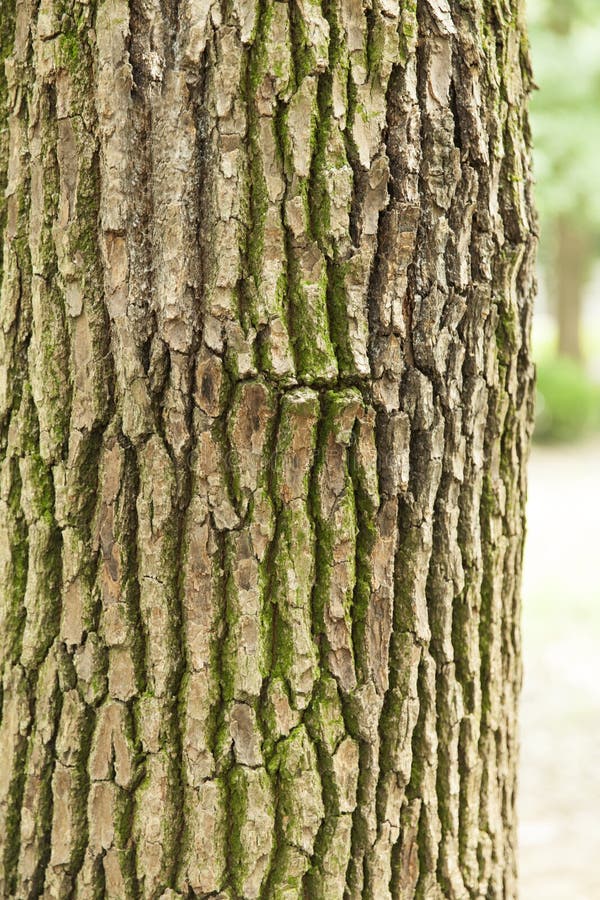 Tronco de árbol foto de archivo. Imagen de completo, aislado - 31792072