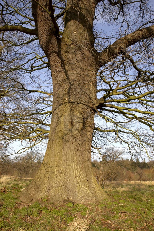 80,746 Tronco De árbol Roble Fotos de stock - Fotos libres de regalías ...