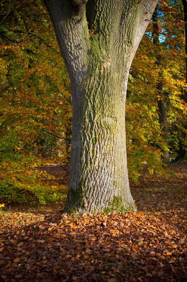 Tronco de árbol de roble foto de archivo. Imagen de paisaje - 74607690