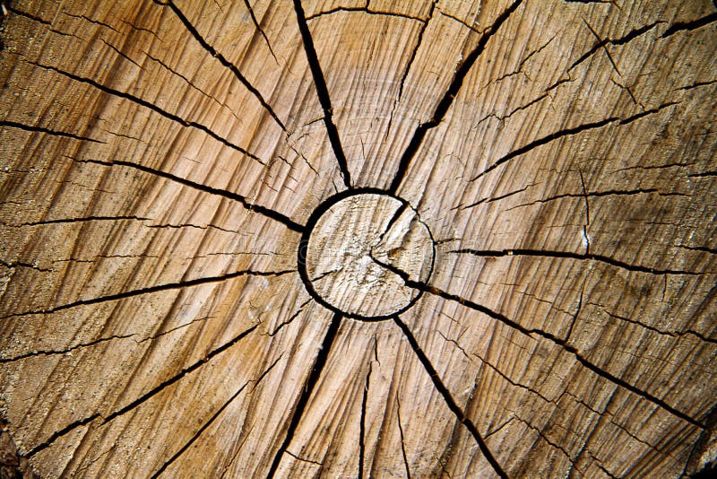 Tronco De árbol Después De Ser Cortado Imagen de archivo - Imagen de ...