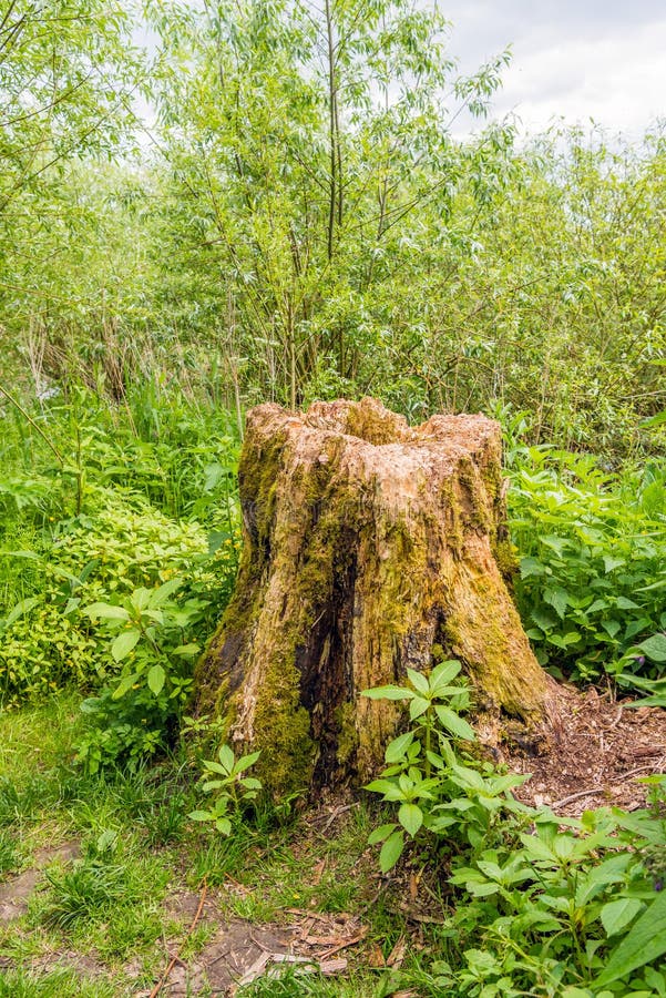 árbol Podrido. Restos De Un árbol Podrido. Foto de archivo - Imagen de ...