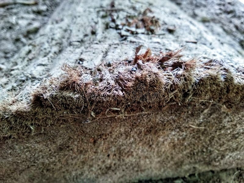 Tronco de coco imagen de archivo. Imagen de insecto - 346421247