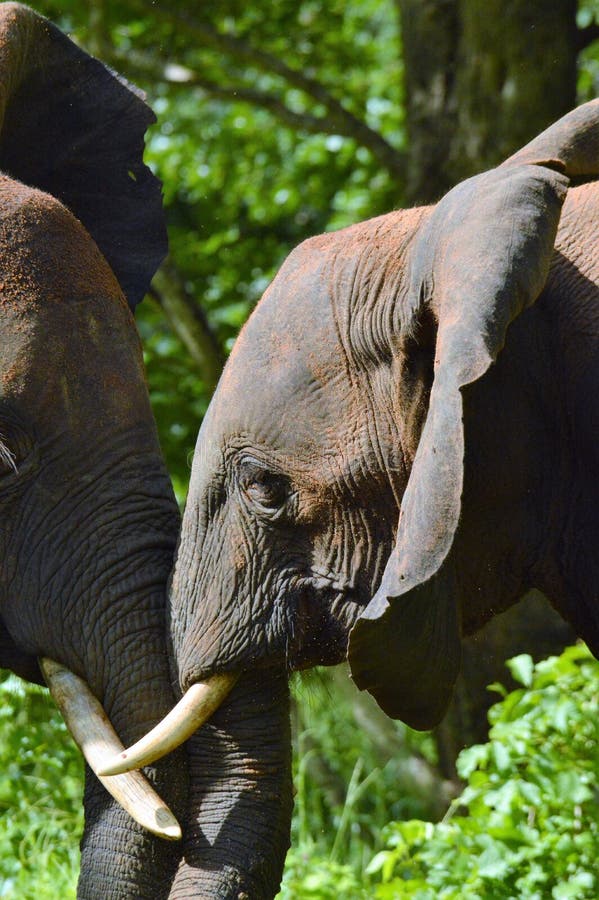 El Maletero De Los Elefantes Aislado Sobre Fondo Blanco Animales, Fauna ...