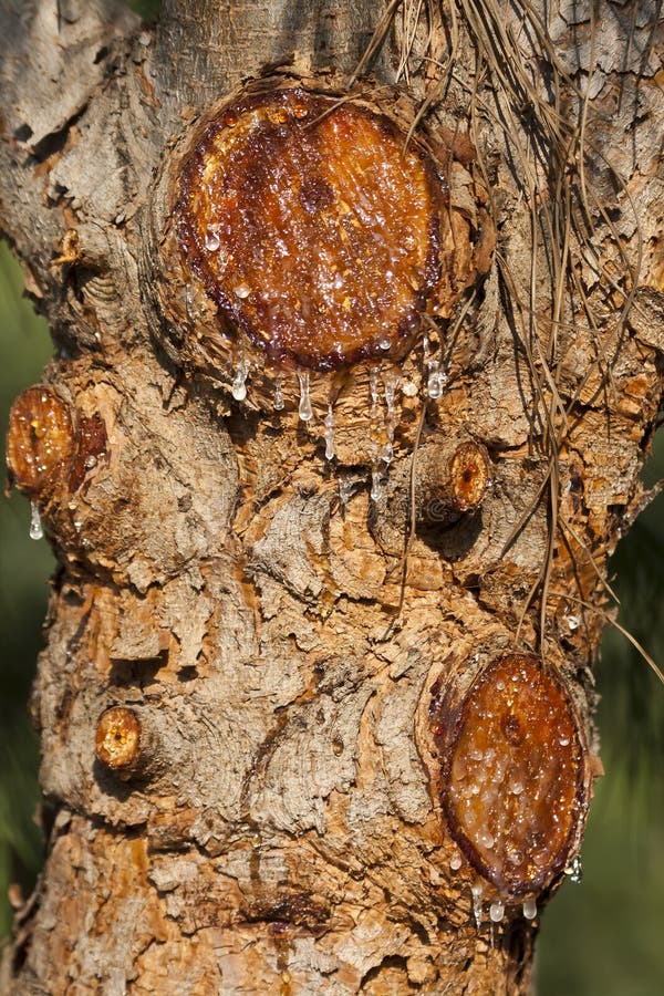 Tronco De Pinheiro Com Gotas De Resina Imagem de Stock - Imagem de ...