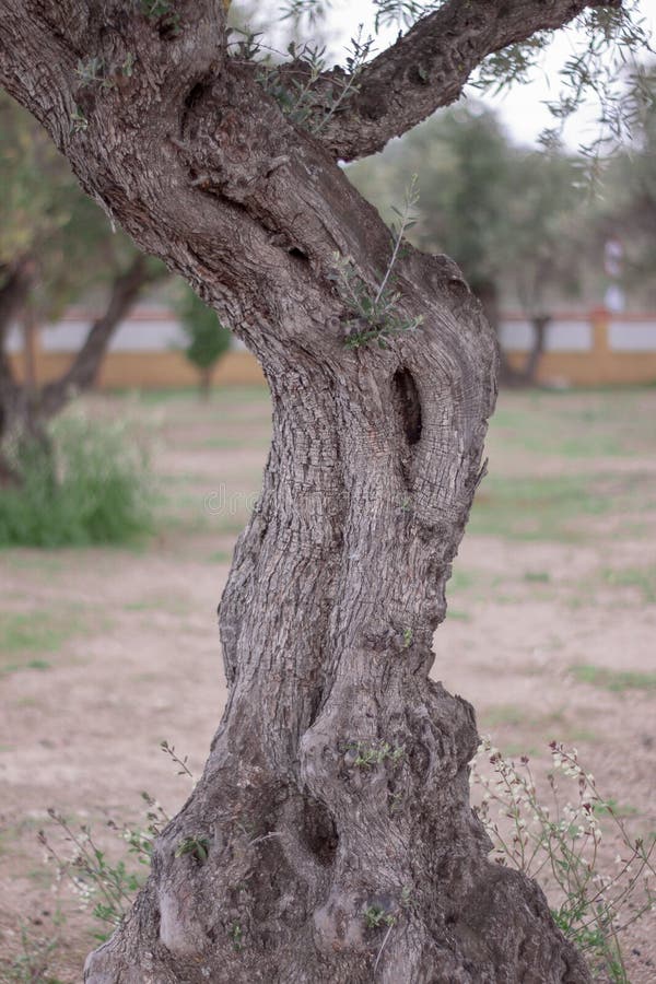 Tronco de un roble foto de archivo. Imagen de crezca - 114289328