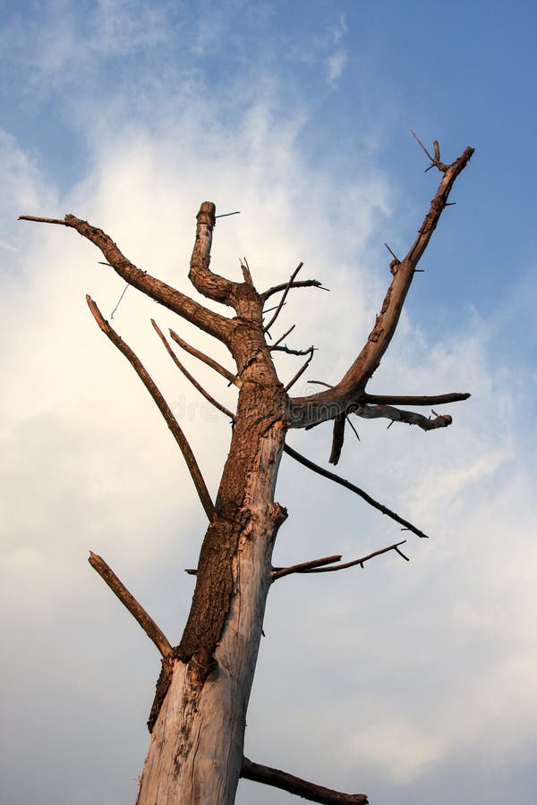 Tronco De árbol Muerto Con Las Ramas Quebradas Foto de archivo - Imagen ... Tronco De árbol Muerto Con Las Ramas Quebradas Foto de archivo - Imagen ...