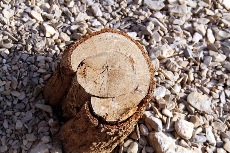 Tronco del roble foto de archivo. Imagen de aislado, anual - 35411708