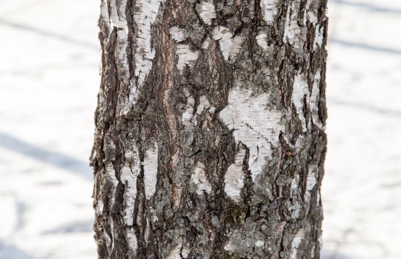 Tronco Della Betulla Come Fondo Immagine Stock - Immagine di tronco ...