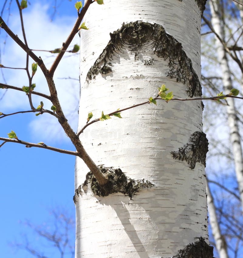 Tronco Della Fine Della Betulla Su Fotografia Stock - Immagine di ...