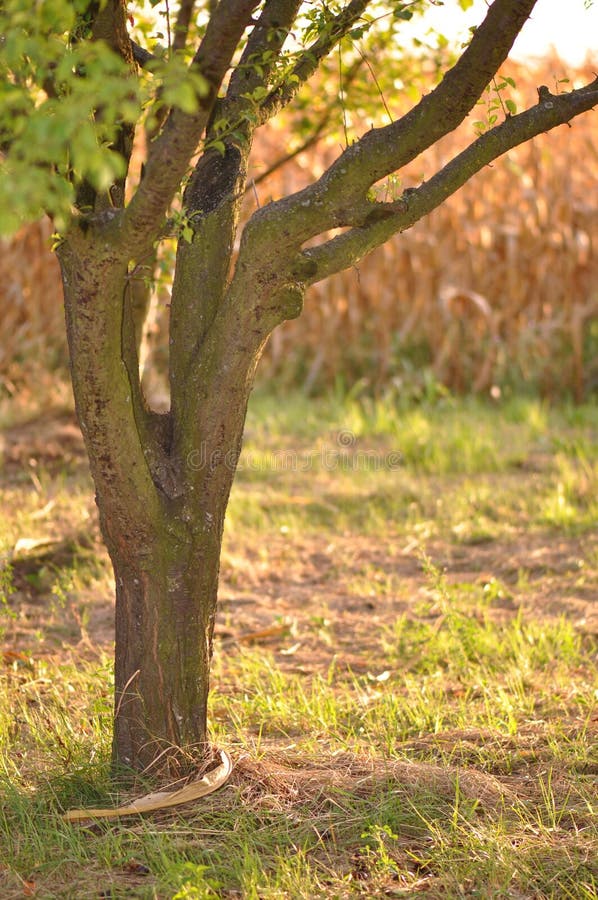 Tronco di albero fotografia stock. Immagine di grigio - 100219174