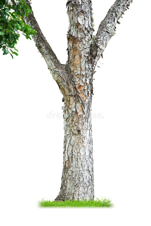 Tronco di albero immagine stock. Immagine di albero, tronco - 31395827