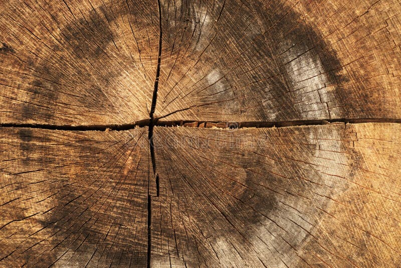 Tronco di albero fotografia stock. Immagine di esportazione - 90108502