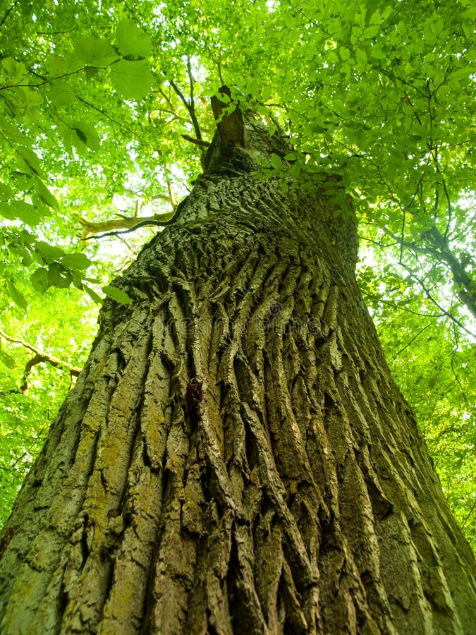 Tronco di albero alto immagine stock. Immagine di bello - 45839429