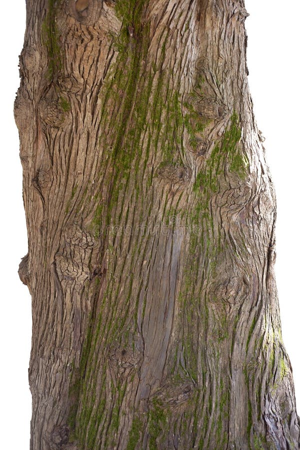 Tronco do cipreste foto de stock. Imagem de isolado - 147285934