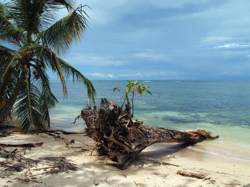 Tronco en la playa imagen de archivo. Imagen de playa - 21905447