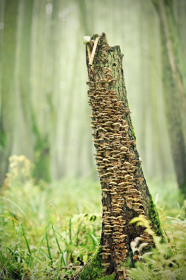 Tronco podre foto de stock. Imagem de forma, madeira - 34327636