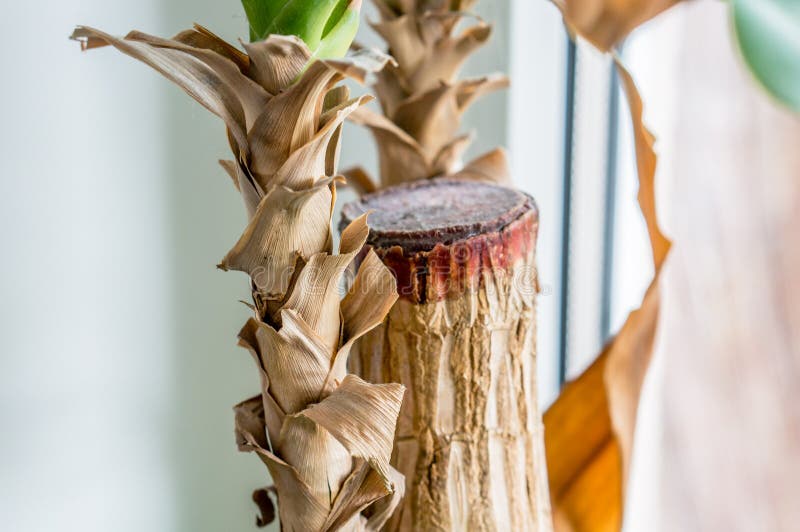 Tronco seco de la planta imagen de archivo. Imagen de flora - 85988617