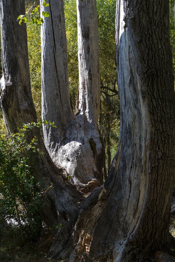 Tronco Seco Viejo Del álamo Foto de archivo - Imagen de exterior, cubo ...