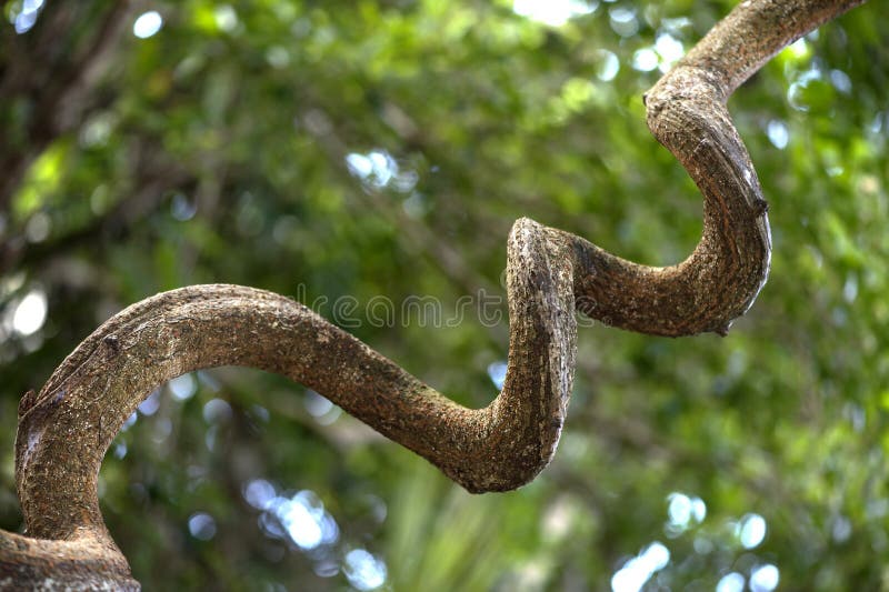Tronco Torcido Da Erva Ideal Africana Foto de Stock - Imagem de plantas ...