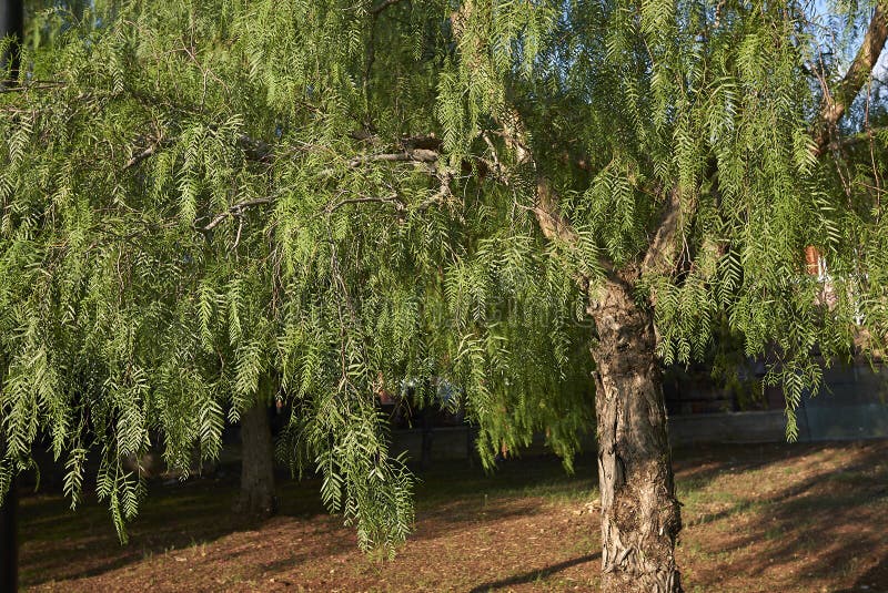 Tronco Y Ramas Del árbol Del Molle Del Schinus Foto de archivo - Imagen ...