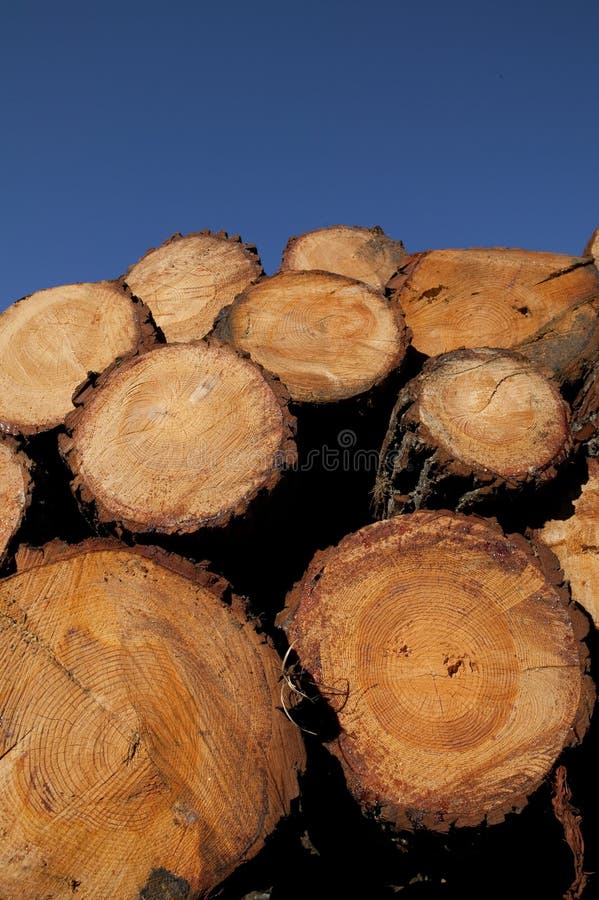 Troncos da madeira foto de stock. Imagem de floresta - 16558948