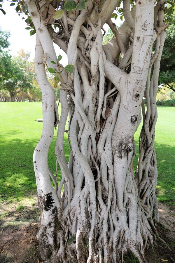 Arraízes De árvores Entrelaçadas Em Terra Seca Rachada Numa Paisagem ...