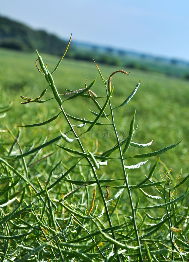 Troncos De La Rabina Con Las Vainas Imagen de archivo - Imagen de ...