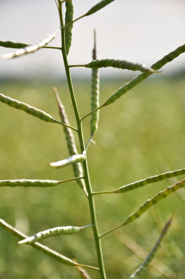 Troncos De La Rabina Con Las Vainas Imagen de archivo - Imagen de ...