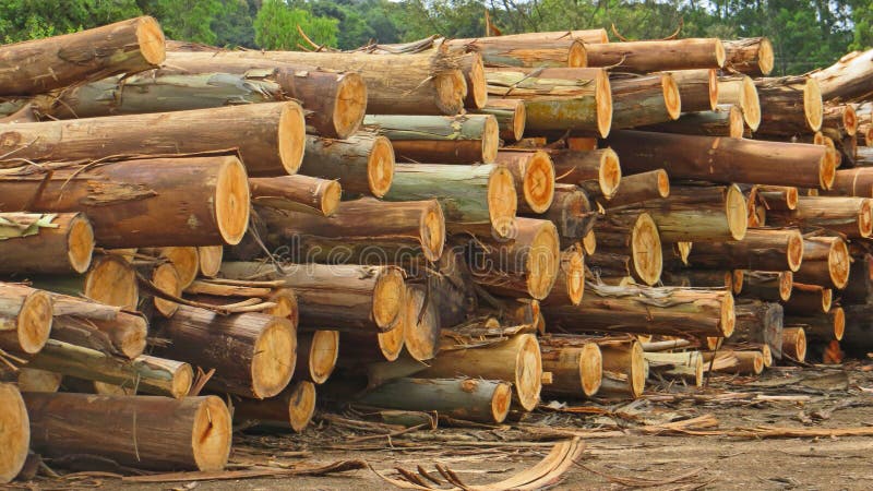Troncos de madeira imagem de stock. Imagem de nave, floresta - 35130105