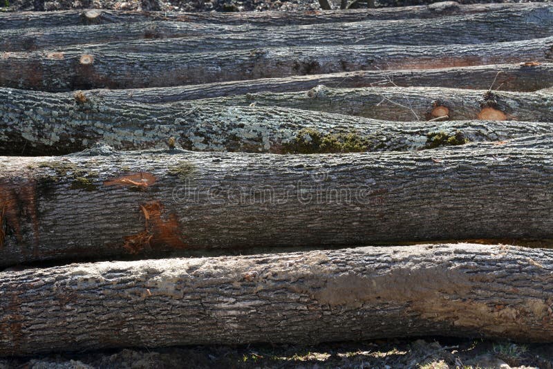 Troncos de árbol de roble foto de archivo. Imagen de crecimiento - 18429642