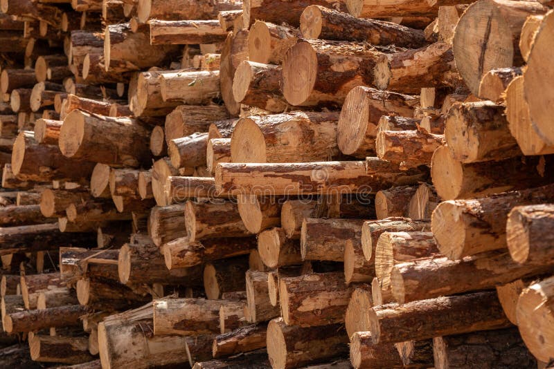 Pile of logs in the forest stock image. Image of ecosystem - 237946169