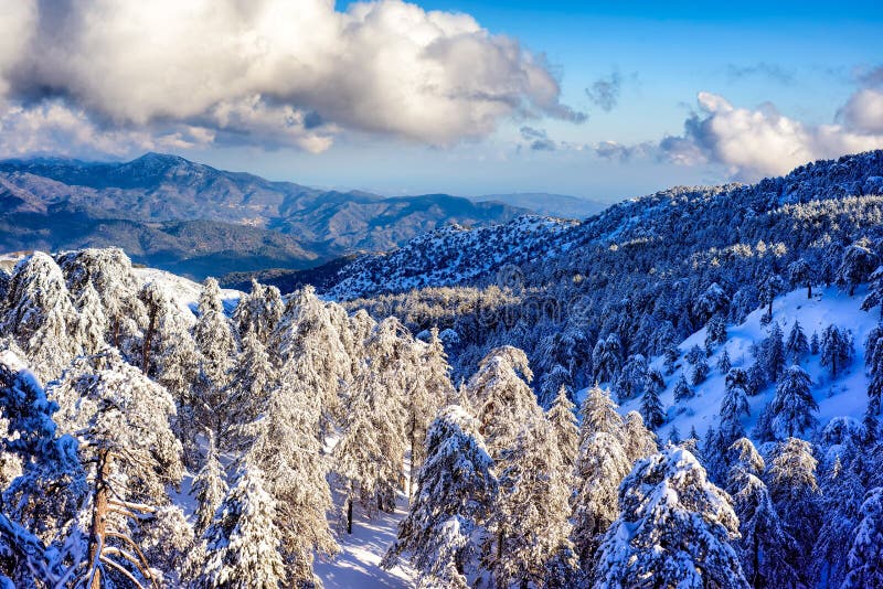 Troodos mountains in snow stock photo. Image of forestry - 8637998