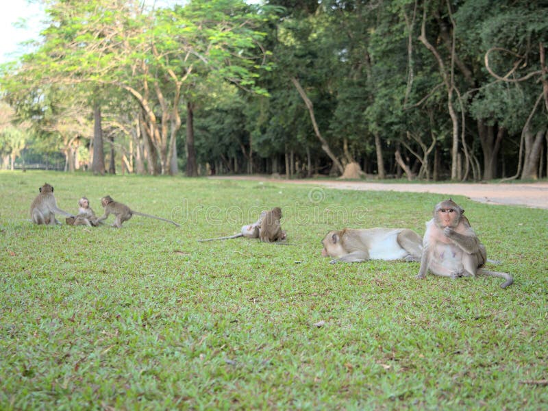 Macaque Monkeys at Ankor Wat Stock Image - Image of angkor, wild: 276900879